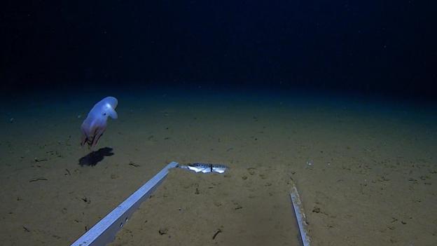 World's deepest octopus captured on camera - BBC News