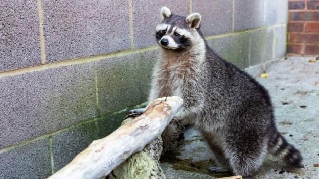 Overweight racoon found in Cornwall in 'unusual' rescue - BBC News