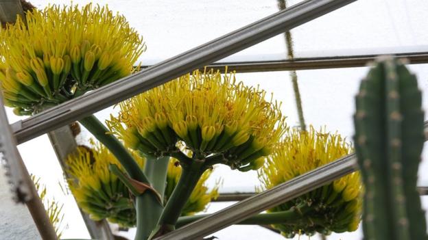 Owner amazed by agave plant in Telford after 50 years with family - BBC ...