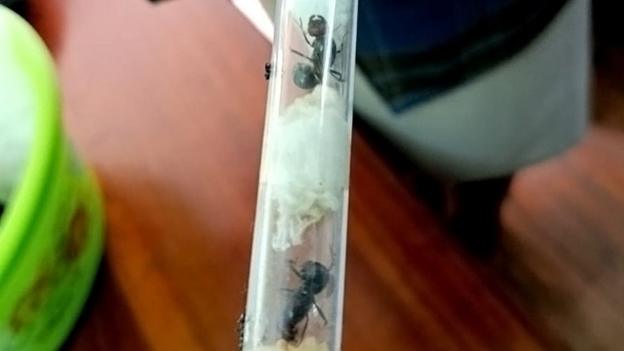 Ant smugglers caught with hundreds of prized insects in Kenya - BBC News