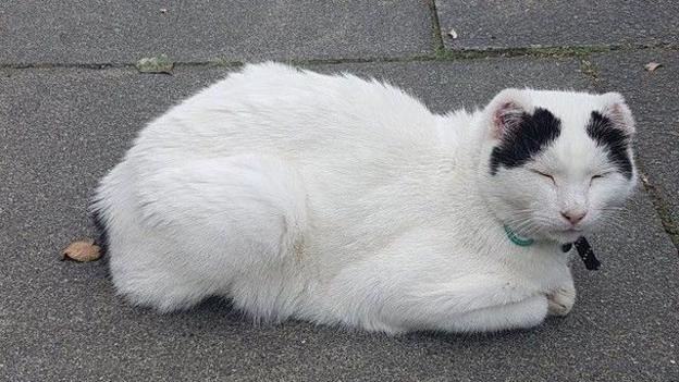 Enfield bridge named after 'legendary' cat Barney - BBC News