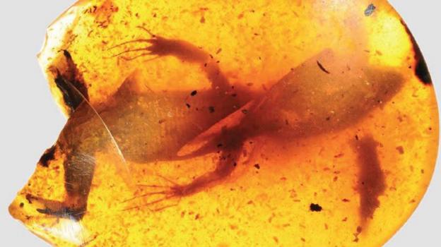 Prehistoric frogs in amber surface after 99 million years - BBC News