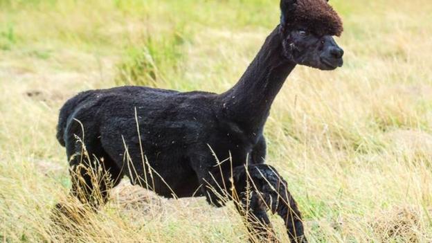 Geronimo: Minister urged not to allow 'healthy' alpaca's death - BBC News