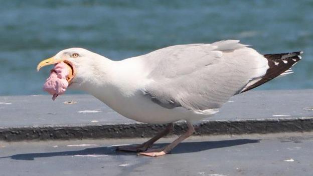 Scientists probe gulls' 'weird and wonderful' eating habits - BBC News