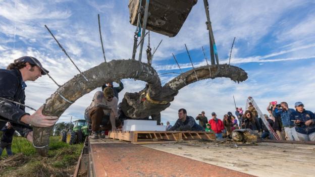 Michigan farmers discover woolly mammoth skeleton - BBC News