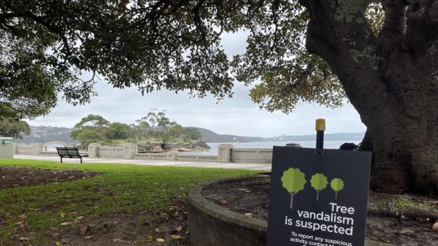Sydney's tree wars: Greed and harbour views fuel vandalism - BBC News