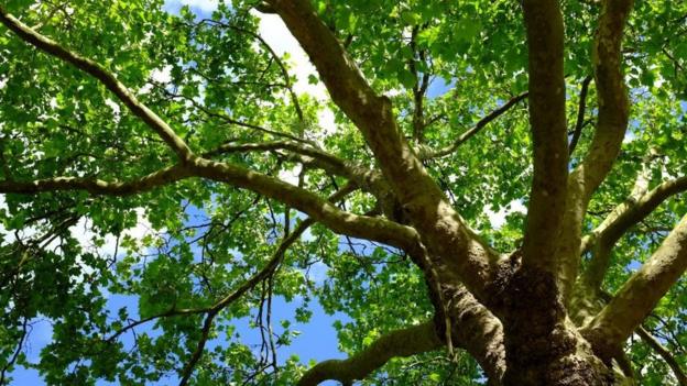 Guernsey to see 80 trees planted to mark 80th Liberation Day - BBC News