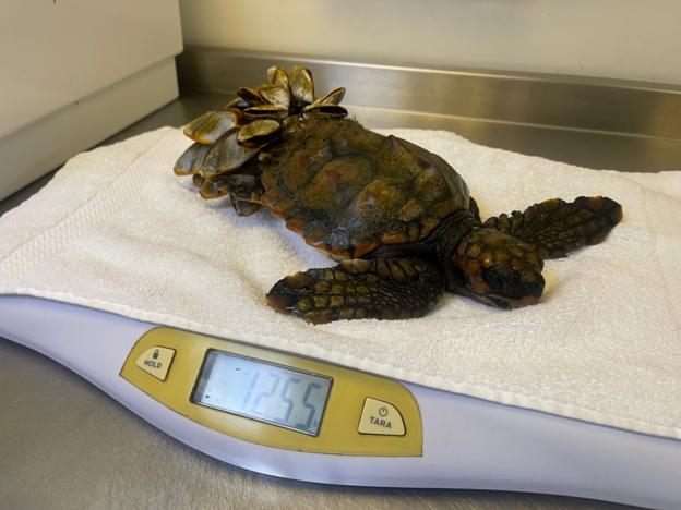 Barnacle Bill: Rescued turtle to be returned to warmer waters - BBC ...