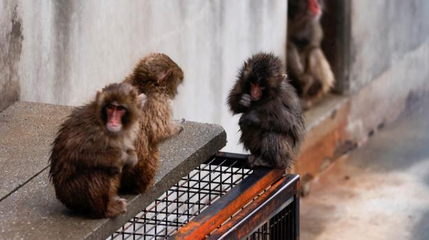 Punch the monkey has made new friends - BBC Newsround