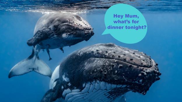 How is whale song similar to human language? - BBC Newsround