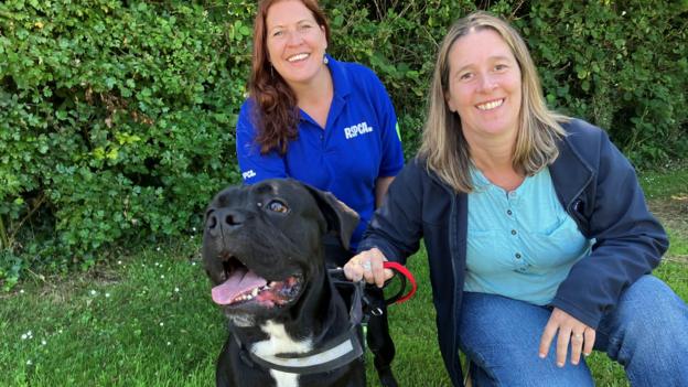 RSPCA issues warning as cruelty cases with multiple pets rise - BBC News