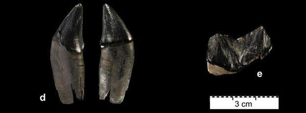 Did our ancient ancestors 'kill the cat'? - BBC News