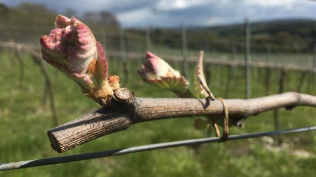 English vineyards hit by 'catastrophic' frost, wiping out half of ...