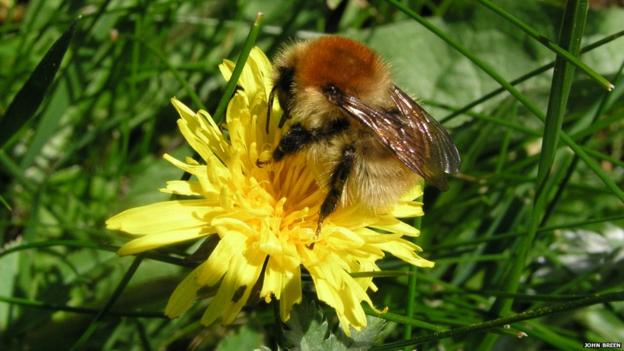 Seeing is bee-lieving: Bid to save threatened bee species in Ireland ...