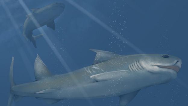 Experts discover two species of prehistoric shark - BBC Newsround