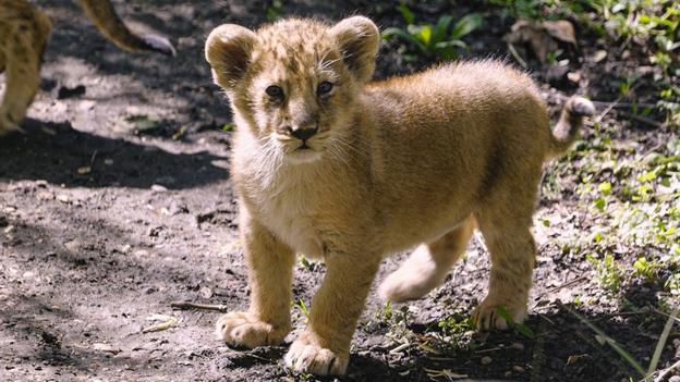 London Zoo: Lion cubs take their first steps outside - BBC Newsround