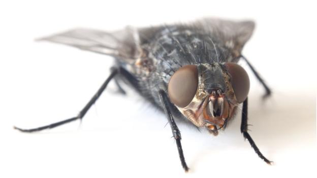 Why is it so hard to swat a fly? - BBC News