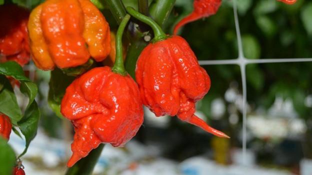 Why hot chillies might be good for us - BBC News