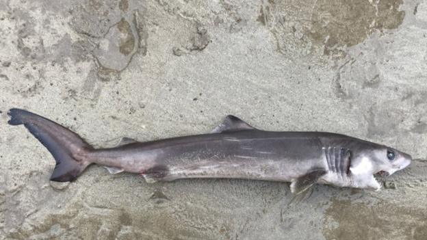 Majorca shark captured on camera by British holidaymaker - BBC News