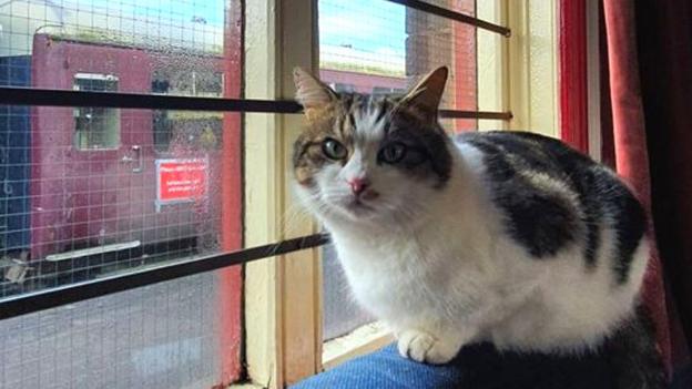 Stevenage railway cat Nala 'breaks down barriers' at rush hour - BBC News