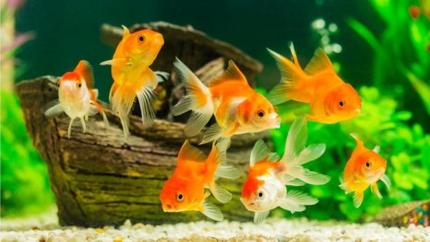 Scientists teach goldfish to drive special robotic vehicles - BBC Newsround