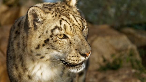 Smarden: Endangered leopard arrives in Kent for breeding - BBC News