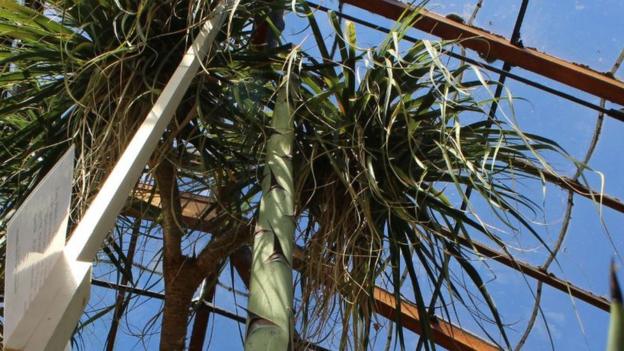 Owner amazed by agave plant in Telford after 50 years with family - BBC ...