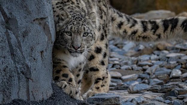 Snow leopards: Charity hopes pair can help protect species - BBC Newsround