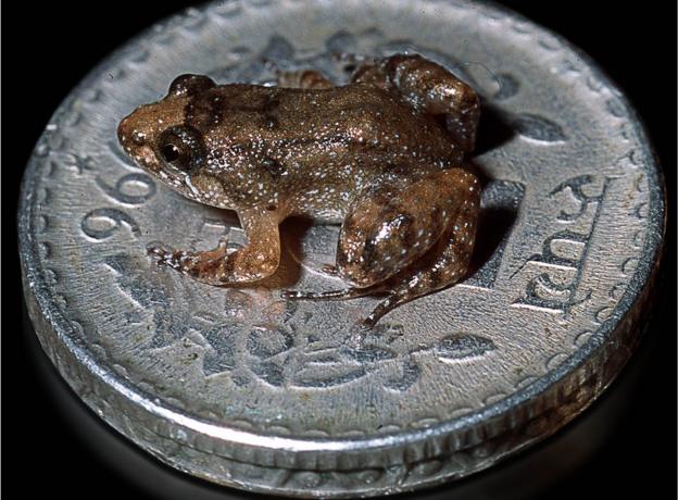 India's maverick 'frog man' - BBC News