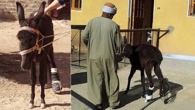 Bionic bodies: The animals with artificial additions - BBC News