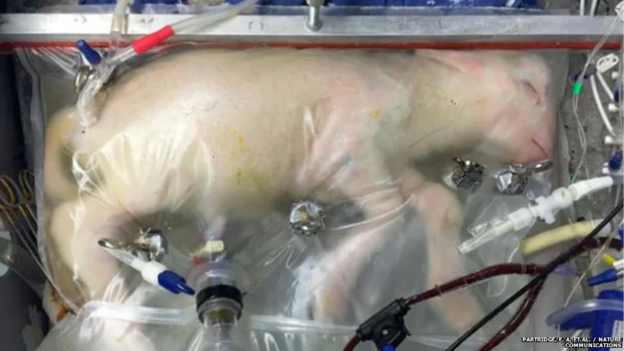 Premature lambs kept alive in 'plastic bag' womb - BBC News