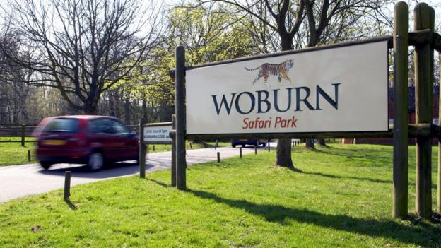 Woburn Safari Park fire: Thirteen patas monkeys killed - BBC News