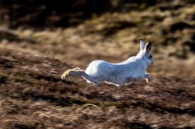 Your pictures of Scotland 1 - 7 February - BBC News