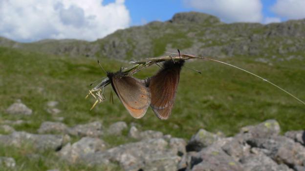 Mountain ringlet: Walkers urged to spot this rare UK butterfly - BBC ...