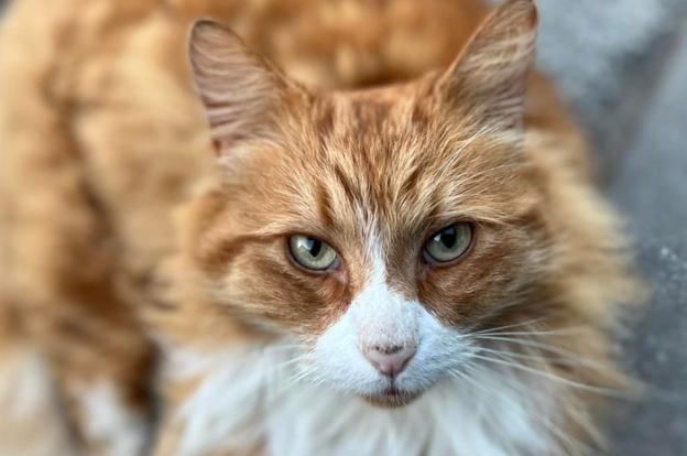 How Henry the cat won the hearts of Addenbrooke's Hospital - BBC News