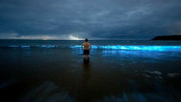 Bioluminescent plankton: 'It's the northern lights of the ocean' - BBC News