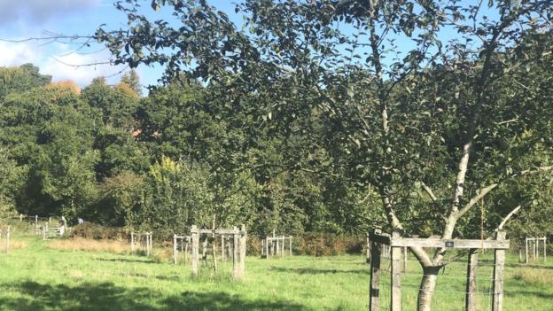 Apple boom: Why community orchards are on the rise - BBC News