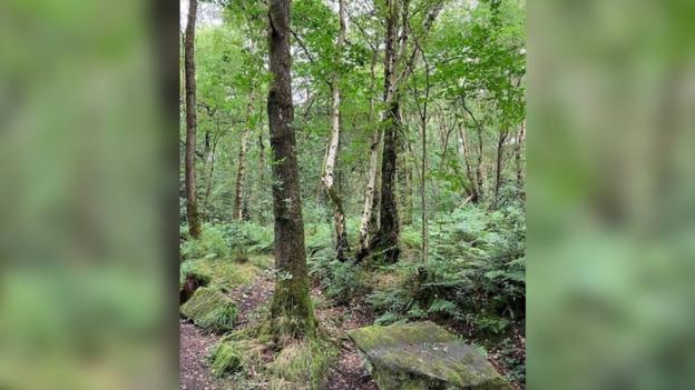 Goit Stock: Bingley beauty spot with woodland and waterfall for sale ...