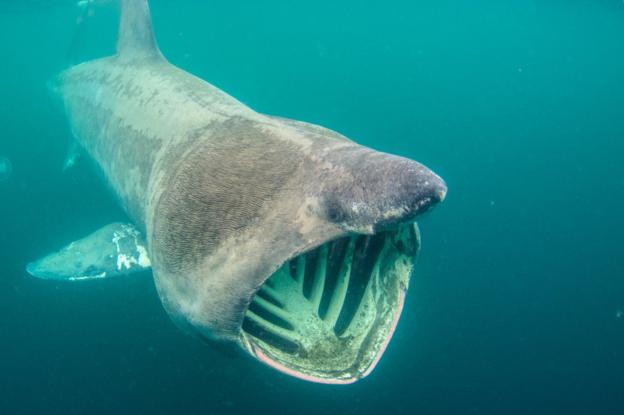 Hundreds of sharks seen on Scotland's west coast - BBC News