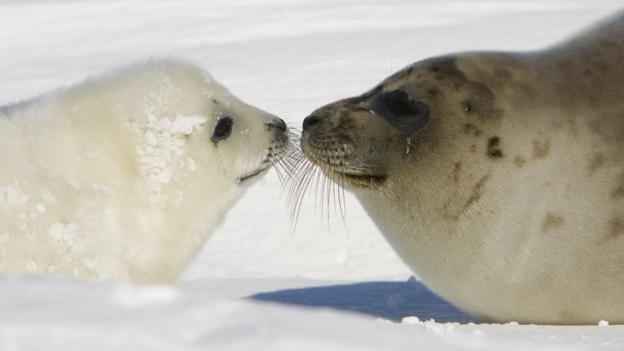 Animals that love the snow - BBC Newsround