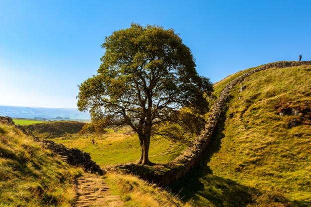 Sycamore Gap tree: Proposals, photographs and the big screen - BBC News