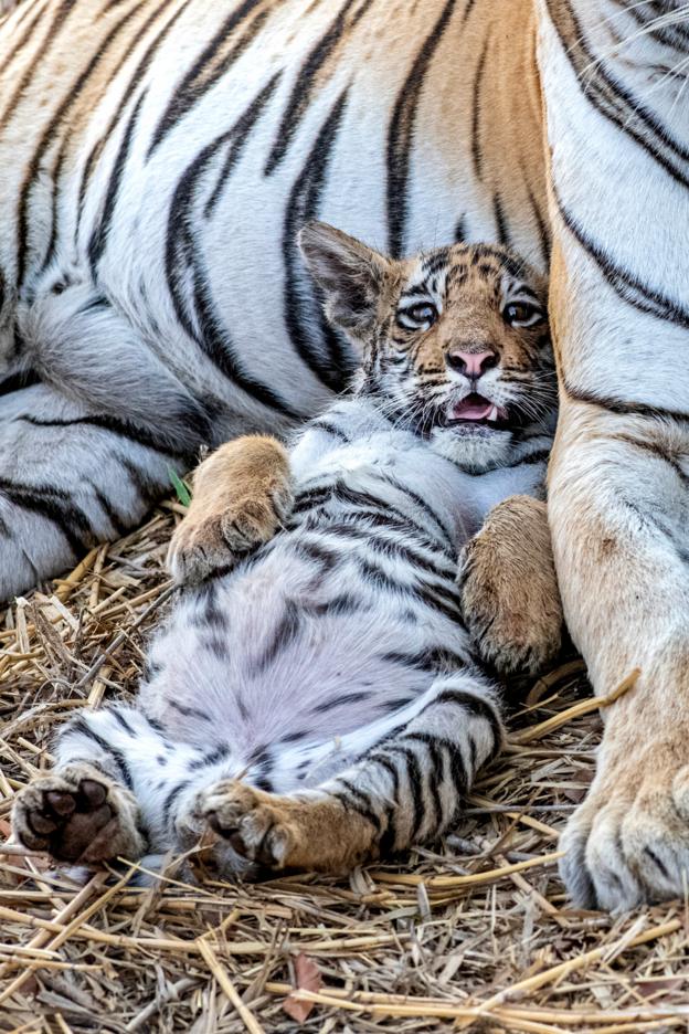 In pictures: International Tiger Day 2021 - BBC News