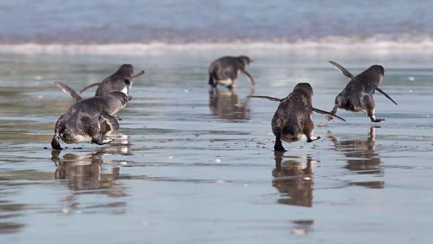 Fossils: Scientists discover extinct tiny penguin species in New ...