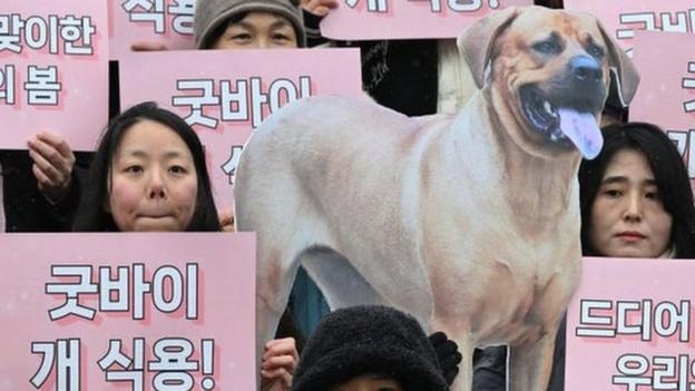 South Korea banned dog meat. So what happens to the dogs? - BBC News
