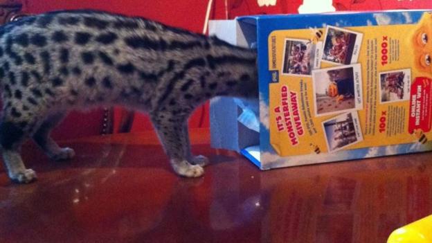 'Cat-like' genet found 200 miles from home at car depot - BBC News