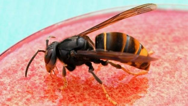 Devon scientists reveal 'remarkable' wasp memory - BBC News