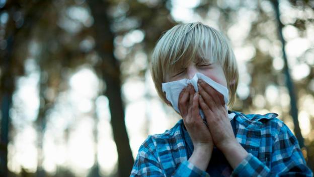 Hay fever 2025: What is it and how can you treat the symptoms? - BBC ...