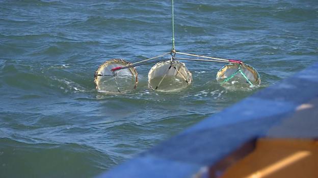 Plastic oceans: What do we know? - BBC News