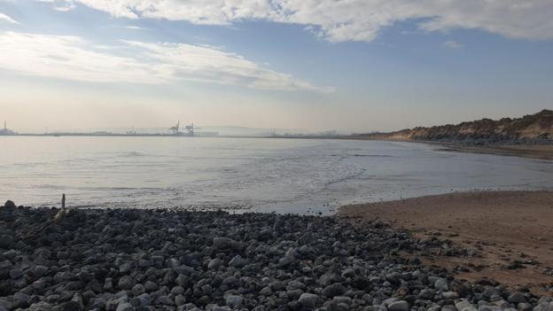 Tees estuary: Oysters and seagrass to be used to restore habitat - BBC News