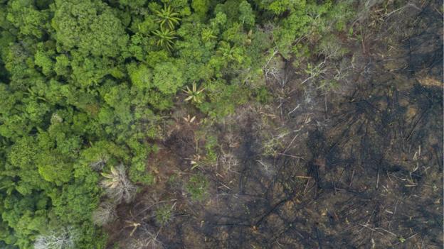 'UK government efforts to end deforestation pointless unless more is ...